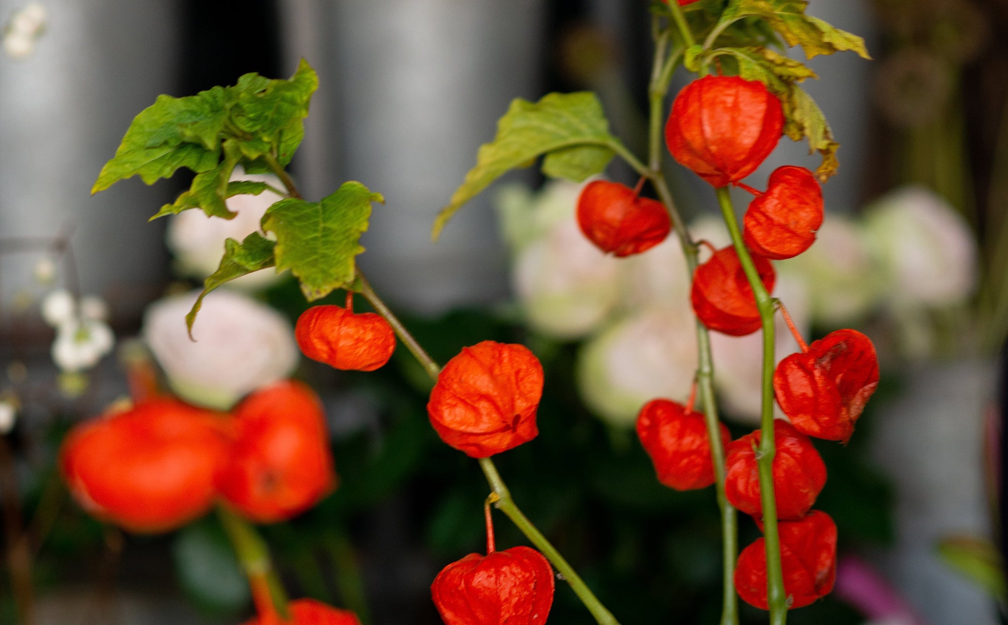 The Language of Physalis | Wild at Heart – Symbolism & Styling Tips