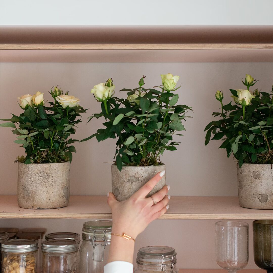 Indoor Potted Plants | Wild At Heart – Page 2 – Wild at Heart