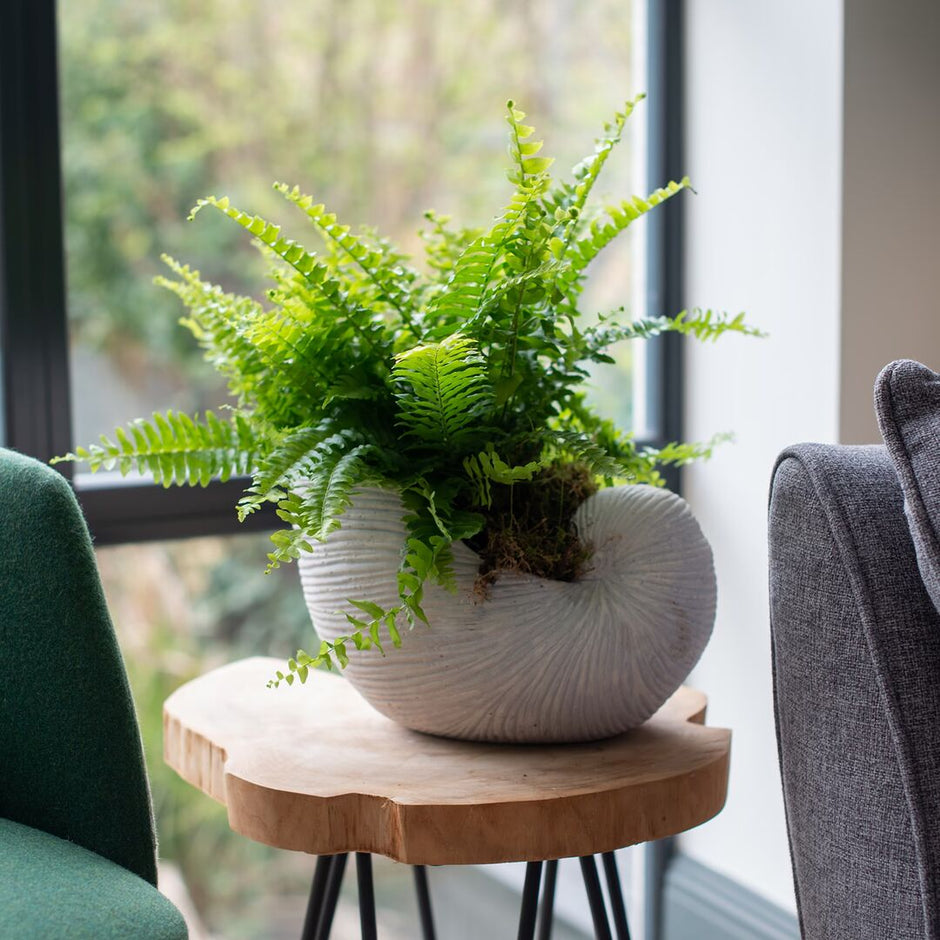 Indoor Potted Plants | Wild At Heart – Wild at Heart